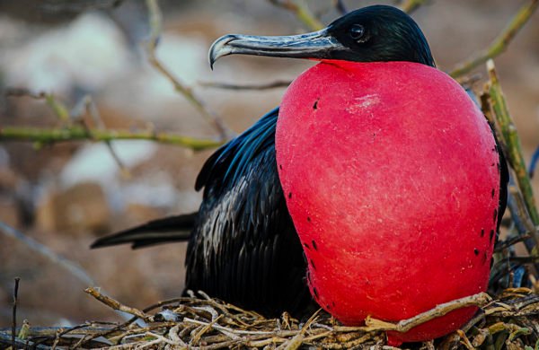 fragata galapagos | Living Ecuador Travel