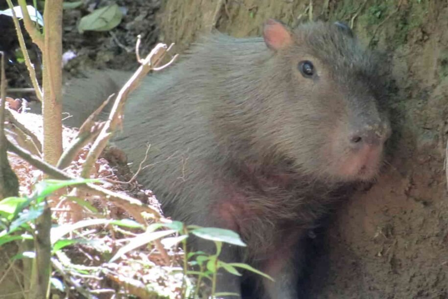 Capibara de la amazonia de Ecuador | Living Ecuador Travel